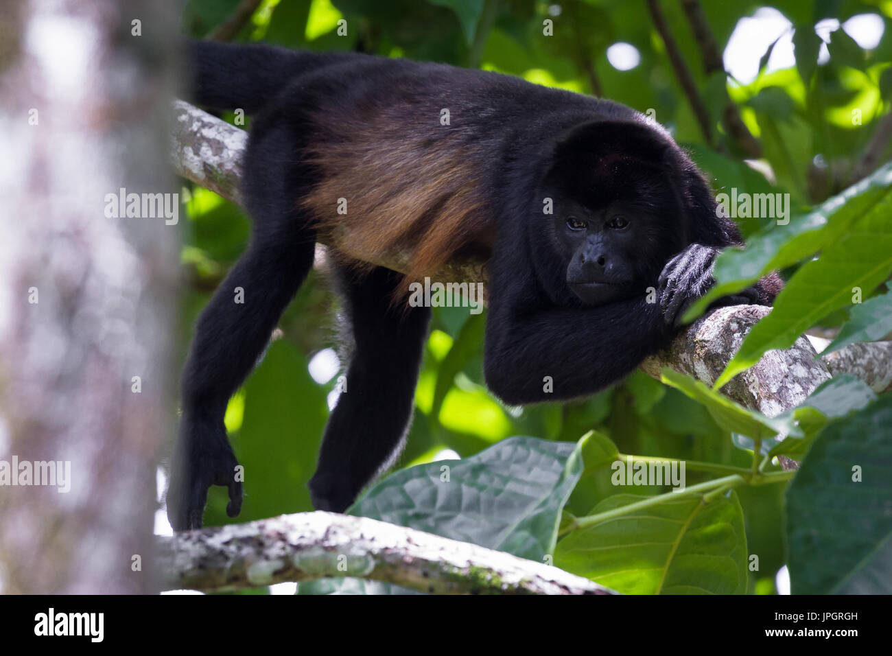 close up of a howler monkey up a tree in the rainforest of Costa Rica ...
