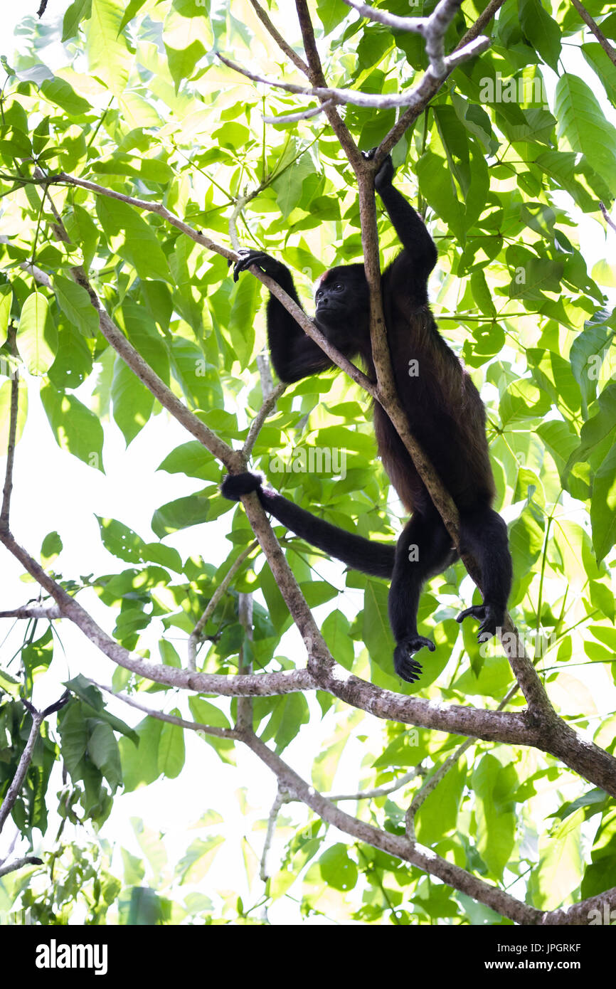 close up of a howler monkey up a tree in the rainforest of Costa Rica ...