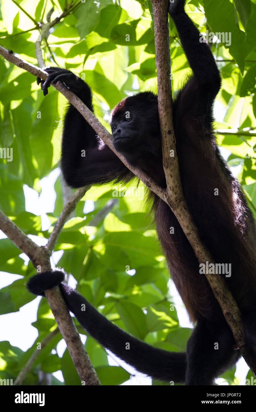 close up of a howler monkey up a tree in the rainforest of Costa Rica ...