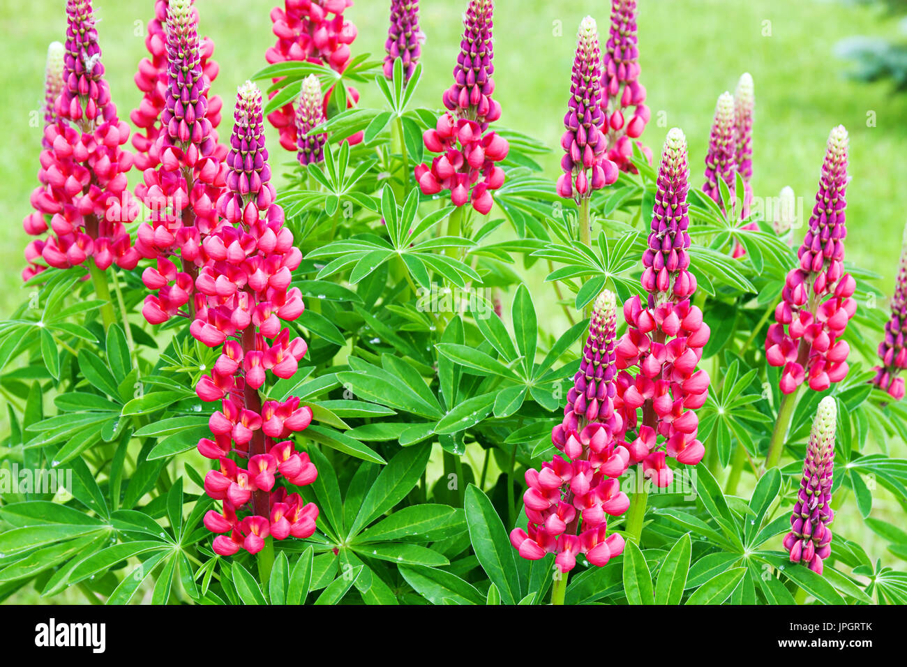 beautiful red flowers lupines flowering on a flowerbed in a garden ...