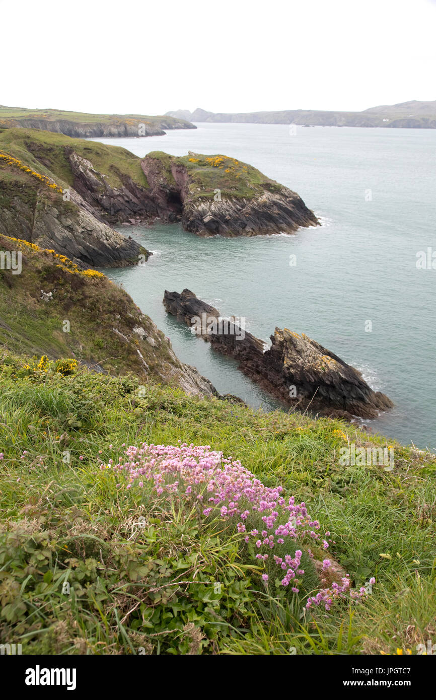 Coastline overlooking ramsay sound ramsay island distance scenic hi-res ...
