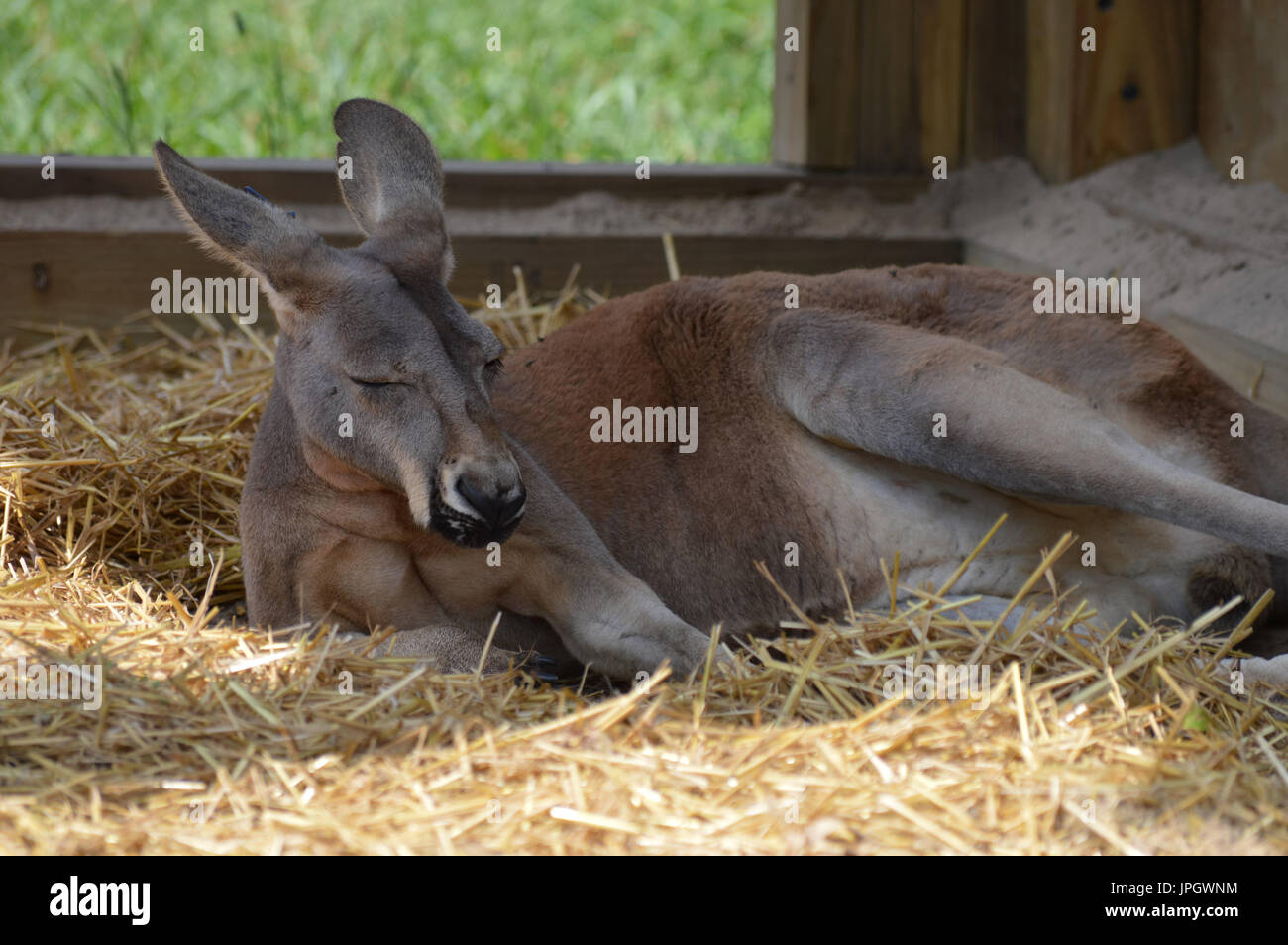 Kangaroo in the outdoors Stock Photo - Alamy
