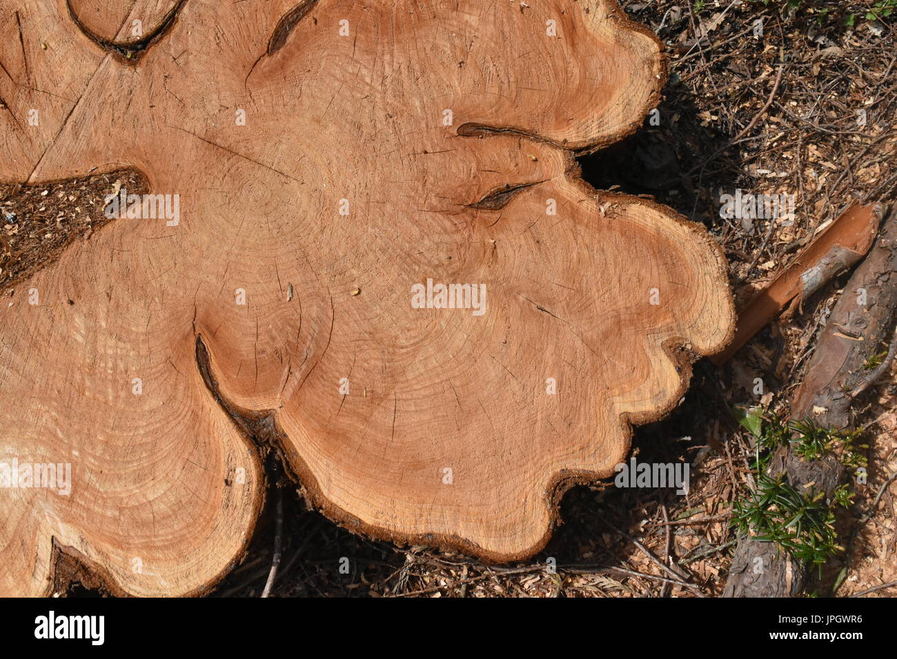 Red cedar cross section tree hi-res stock photography and images - Alamy