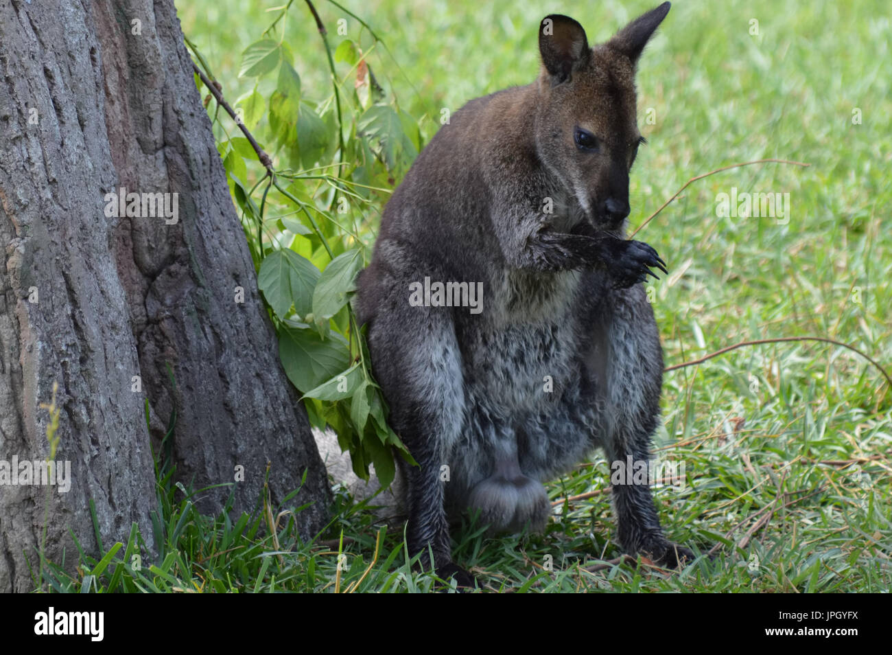 Wallaby in the outdoors Stock Photo - Alamy