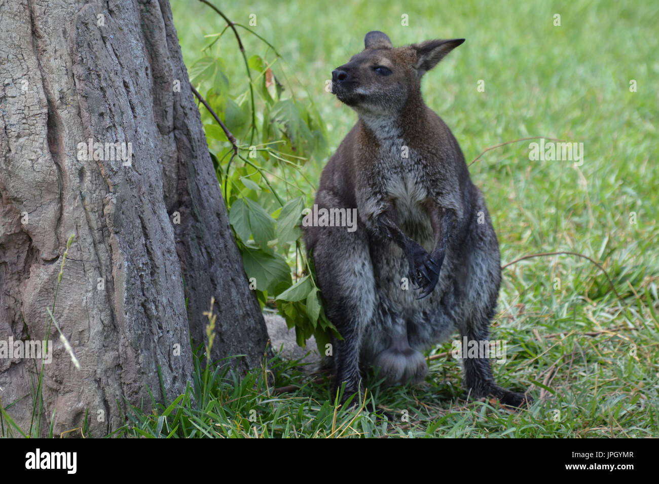Wallaby in the outdoors Stock Photo - Alamy