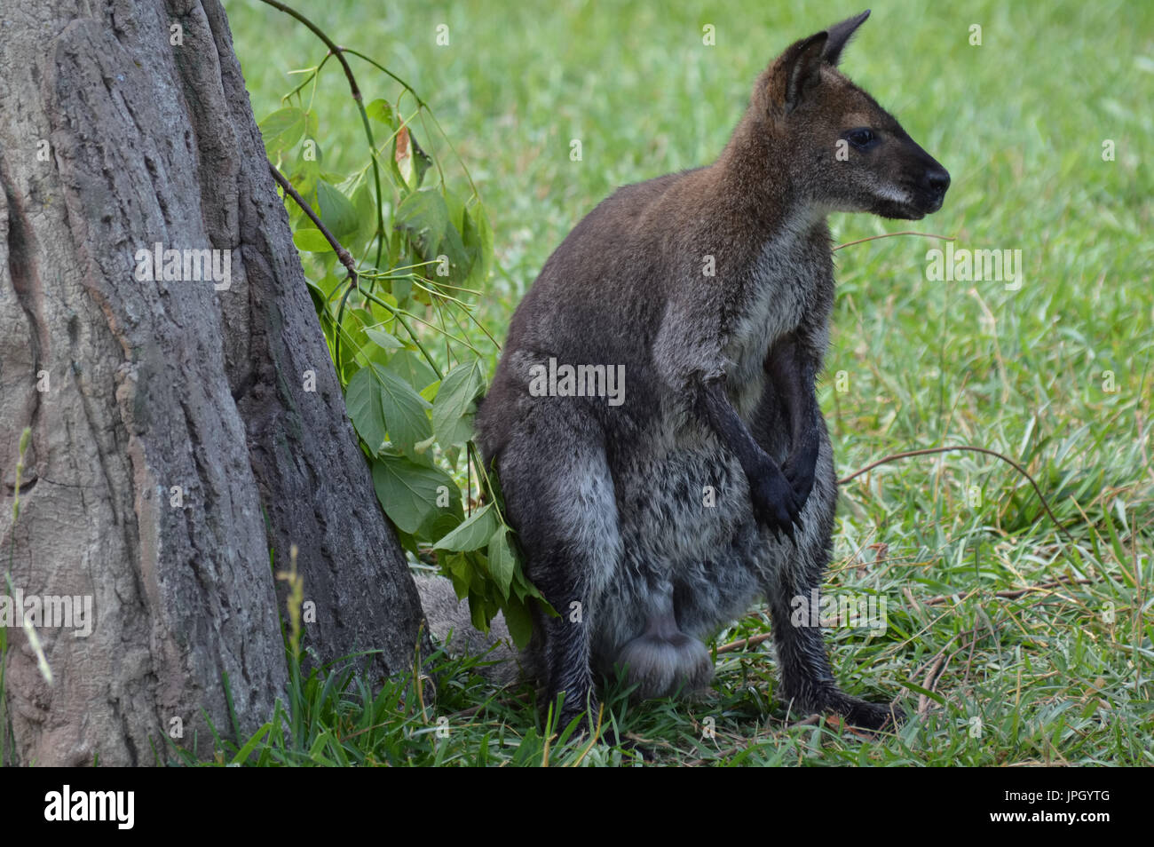 Wallaby in the outdoors Stock Photo - Alamy