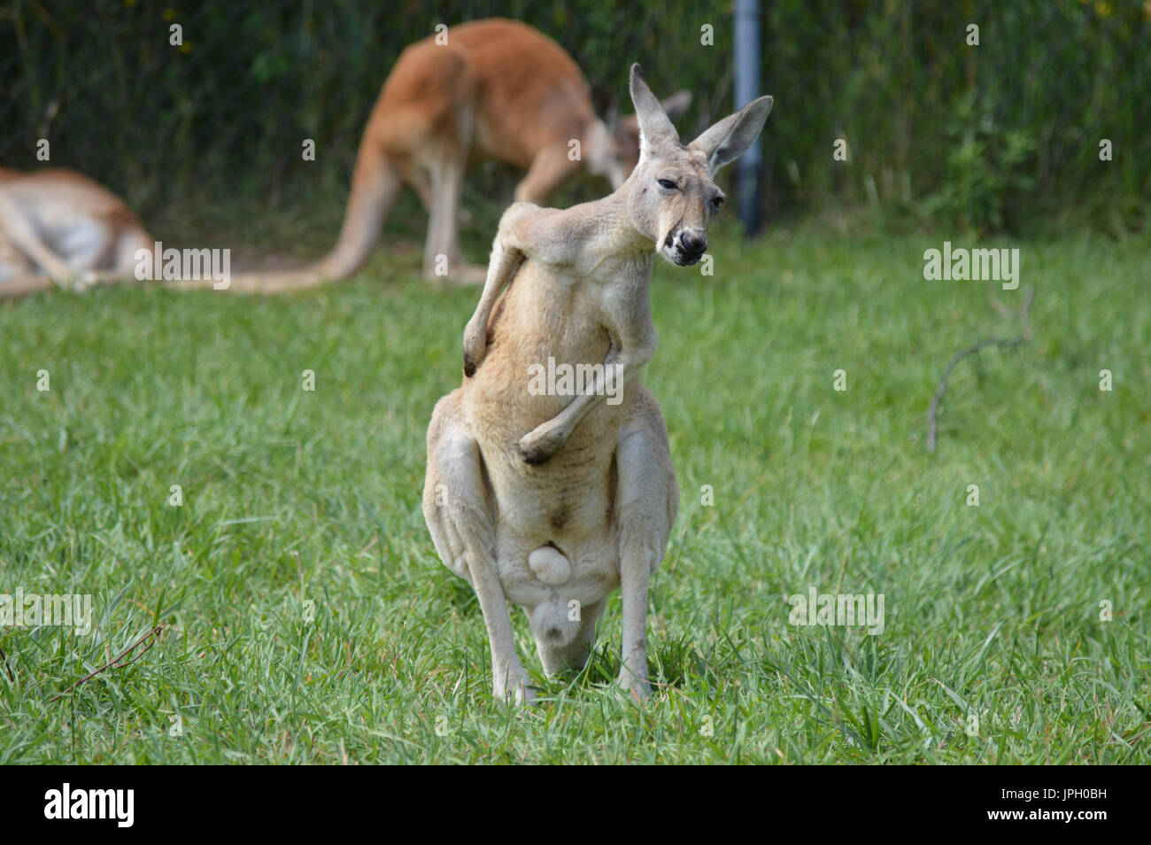 Kangaroo in the outdoors Stock Photo - Alamy