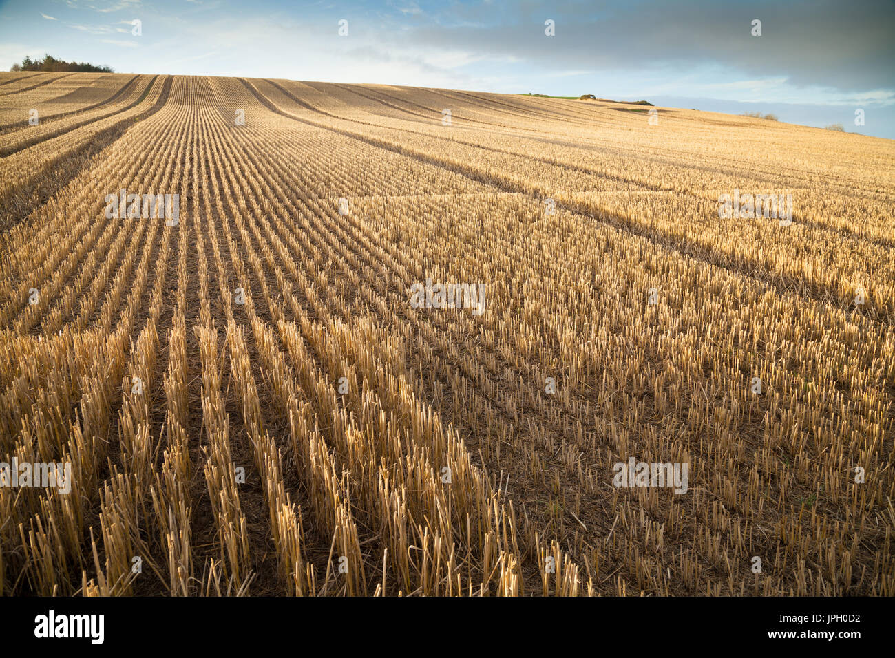 Strong lines in a Wheat field after harvest near Wormit Fife Scotland ...