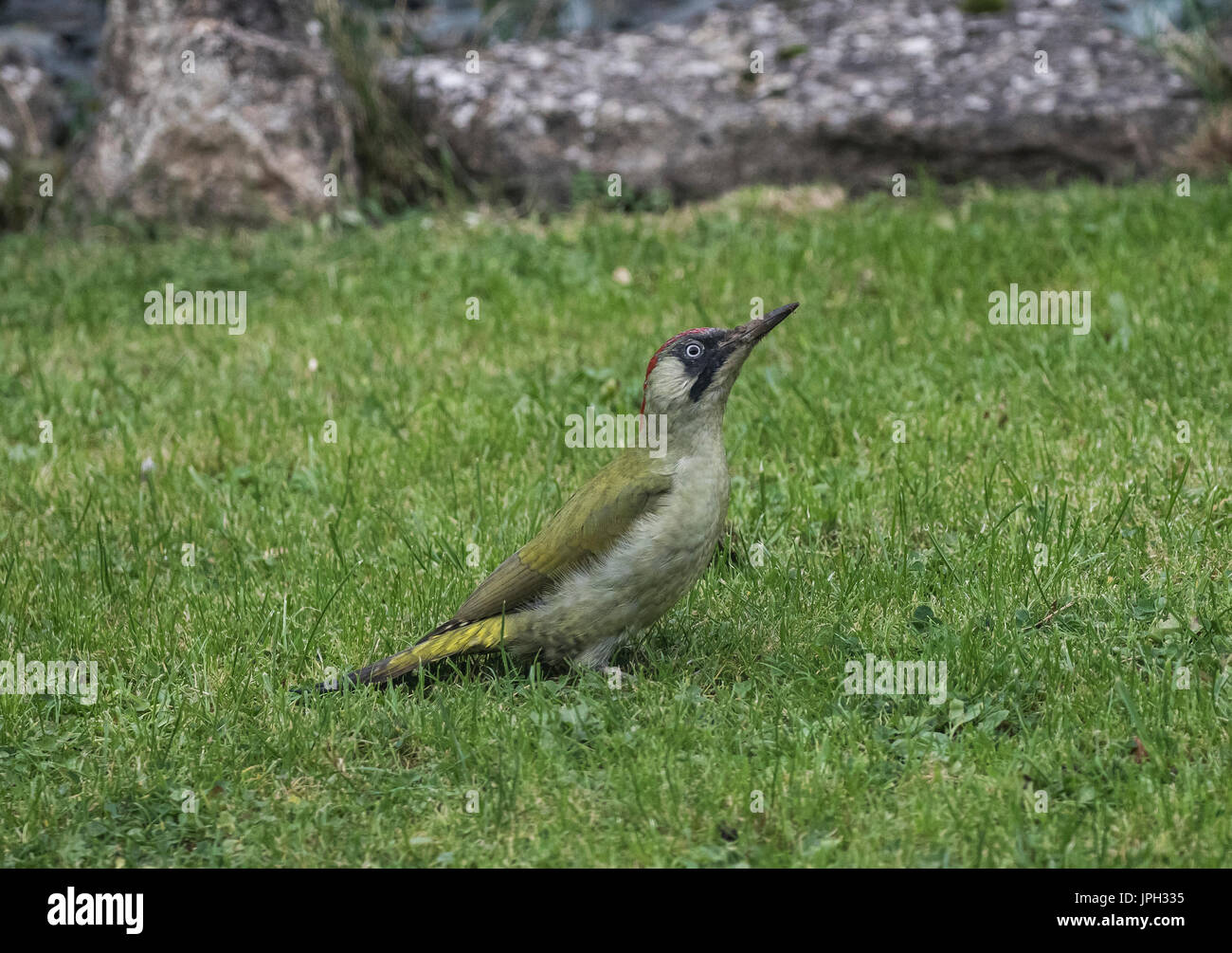 Green Woodpecker Picus bird also called a yaffler is looking for food ...
