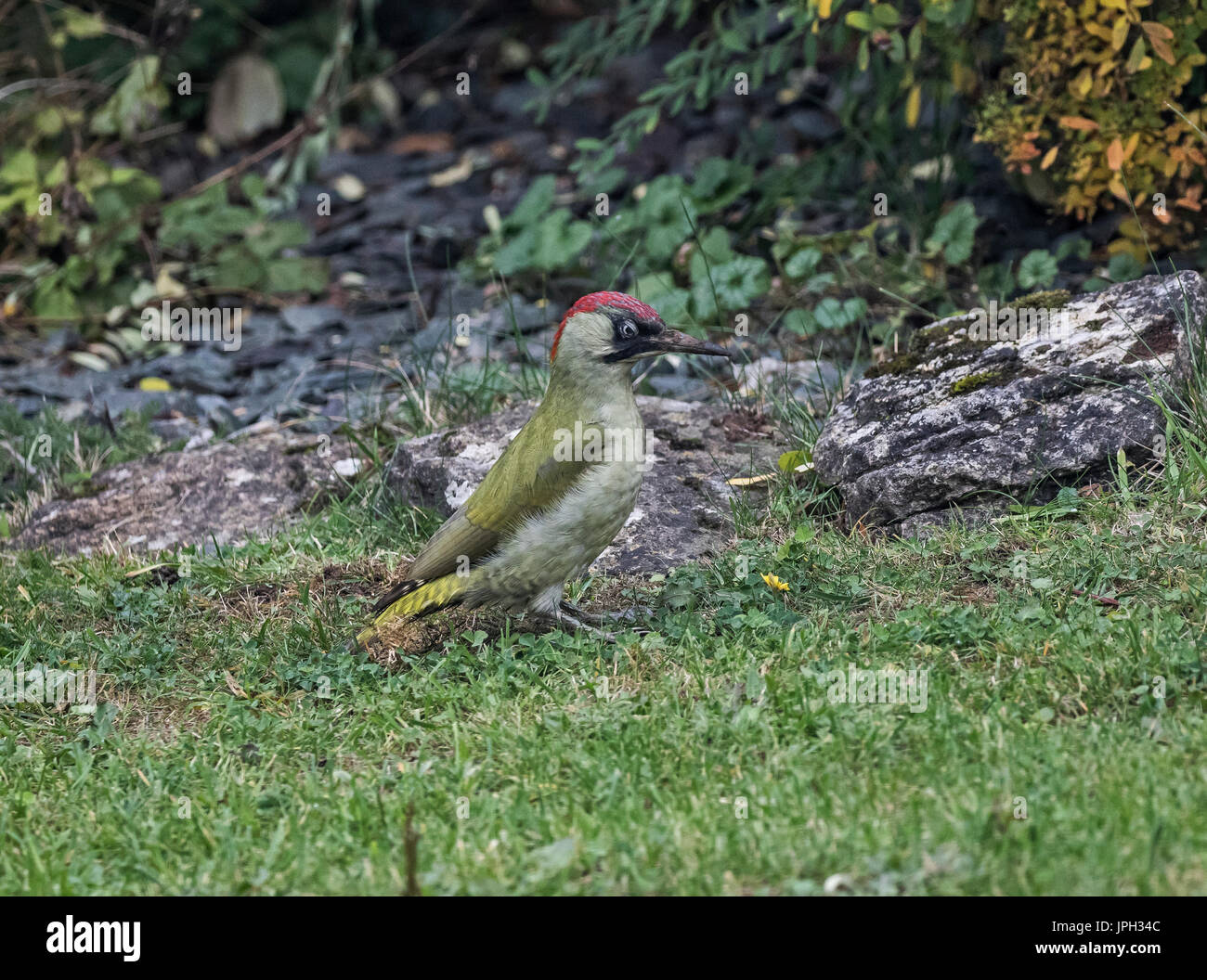 Green Woodpecker Picus bird also called a yaffler is looking for food ...