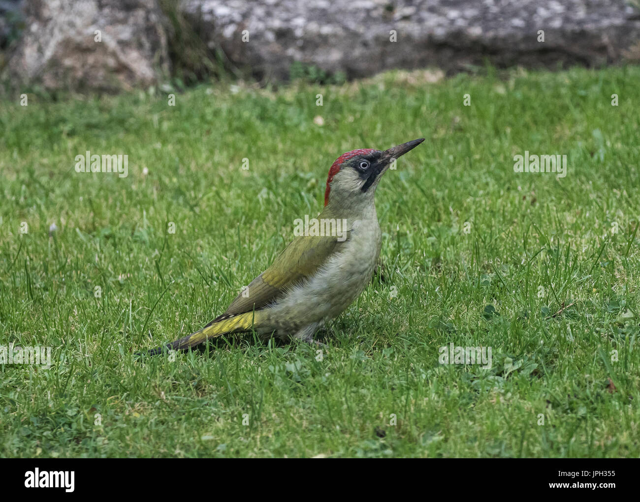 Green Woodpecker Picus bird also called a yaffler is looking for food ...