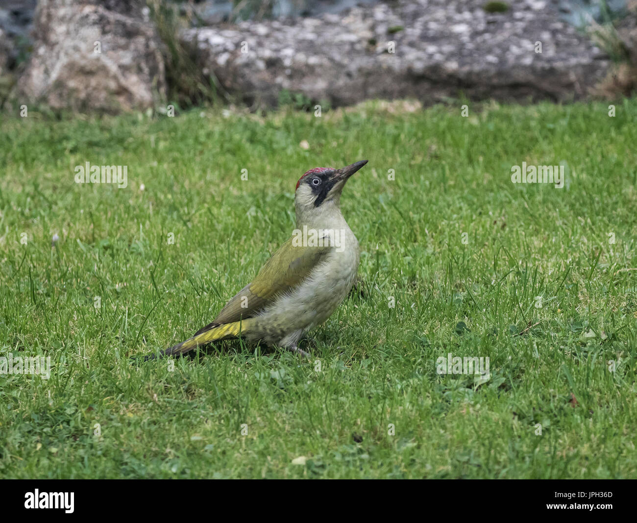 Woodpeckers of britain hi-res stock photography and images - Alamy