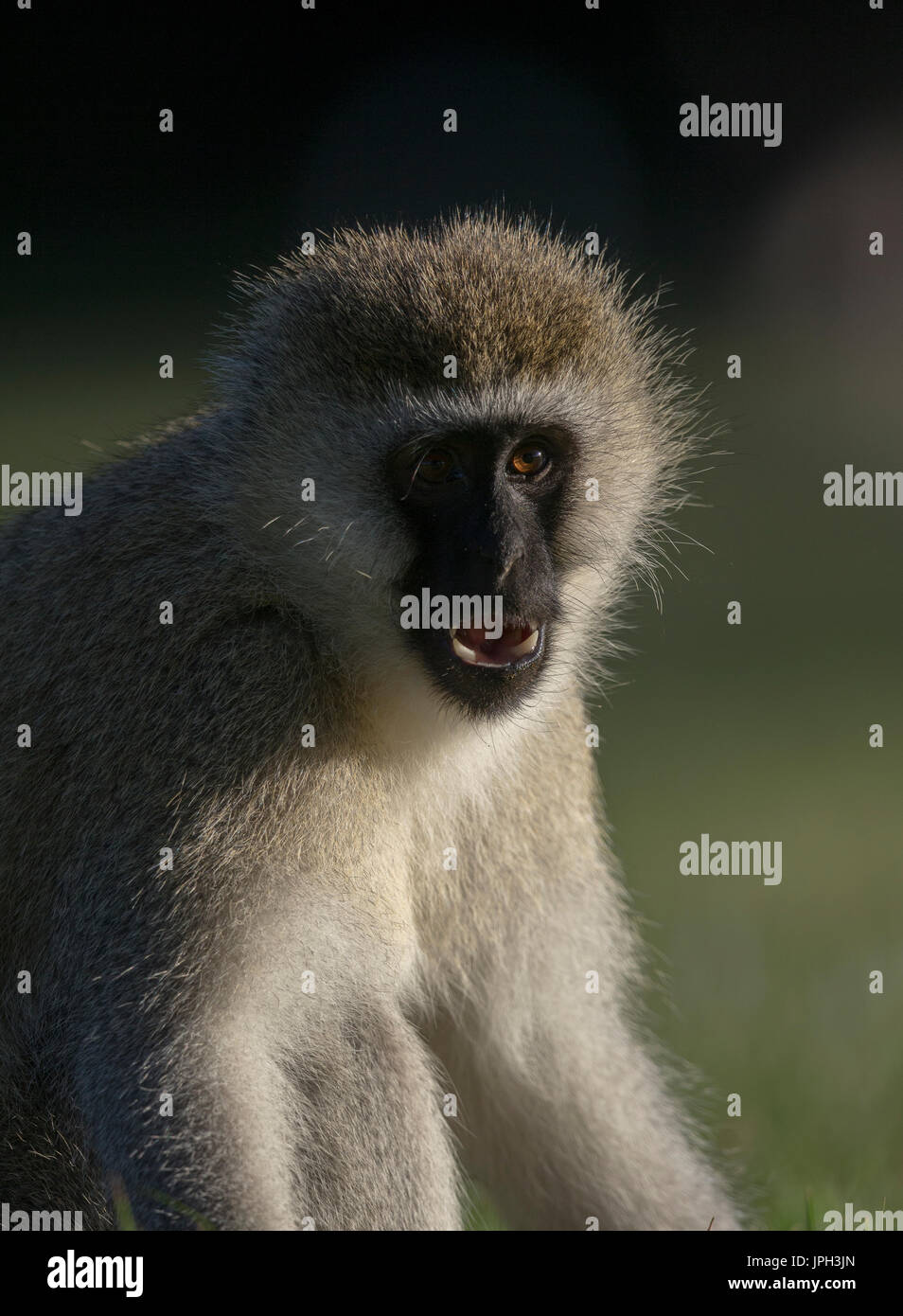 Monkey predators hi-res stock photography and images - Alamy