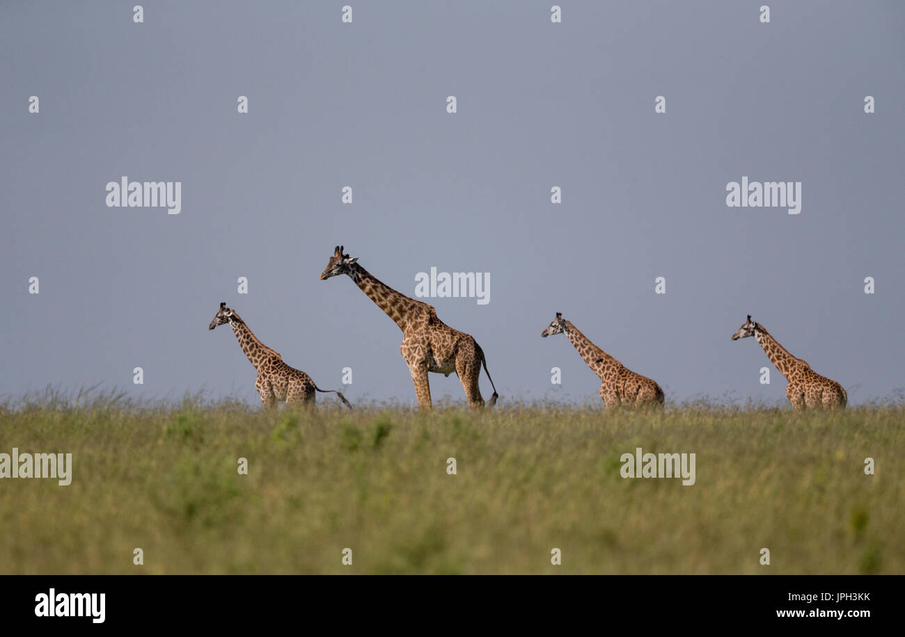 Incredible journey of giraffe hi-res stock photography and images - Alamy