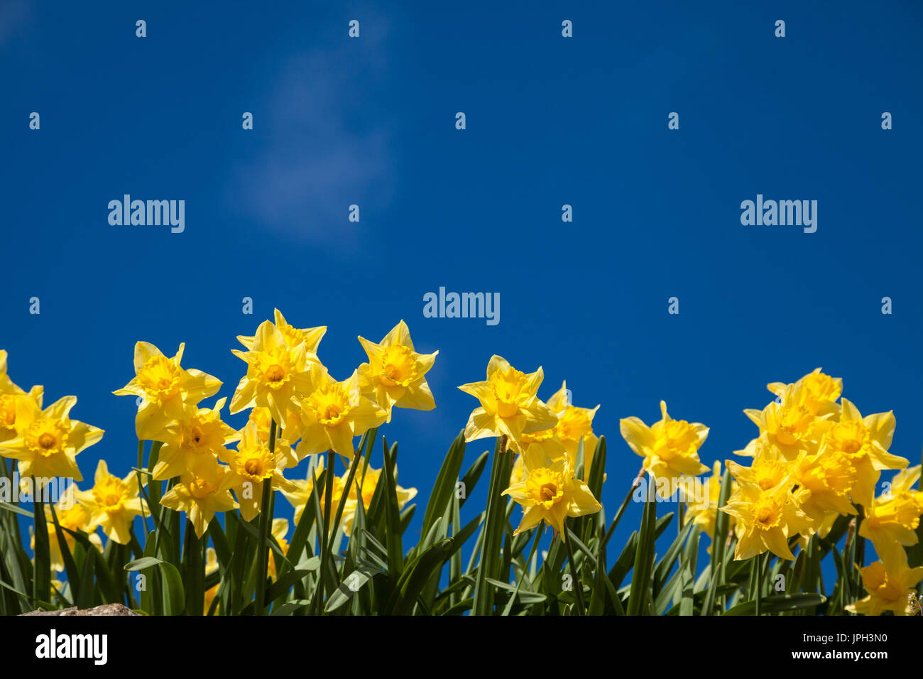 Spring flowers scotland hi-res stock photography and images - Alamy