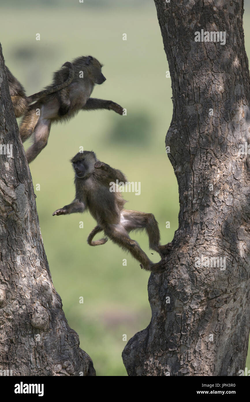 Monkey cub playing hi-res stock photography and images - Alamy