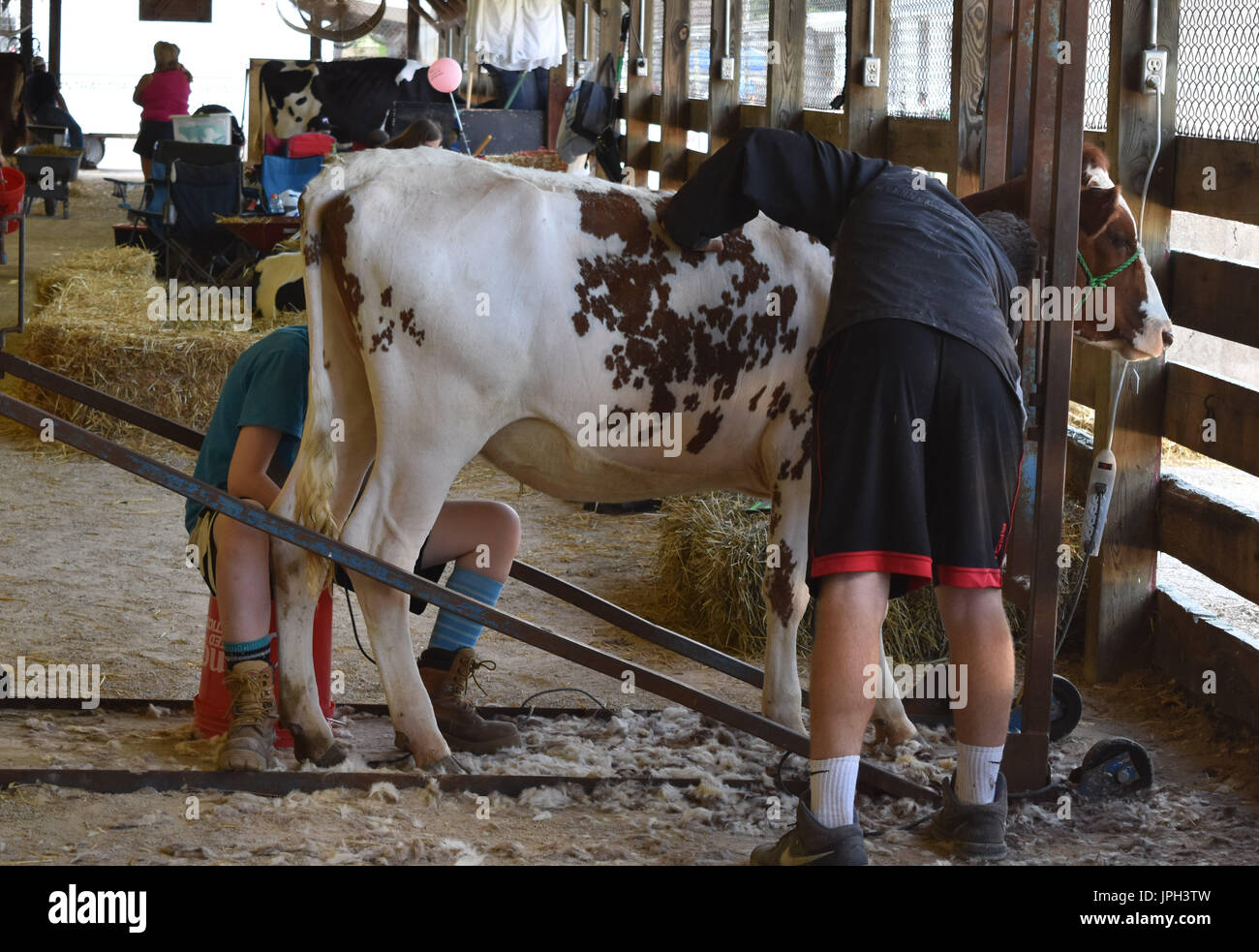 Grooming Cow Stock Photos & Grooming Cow Stock Images - Alamy