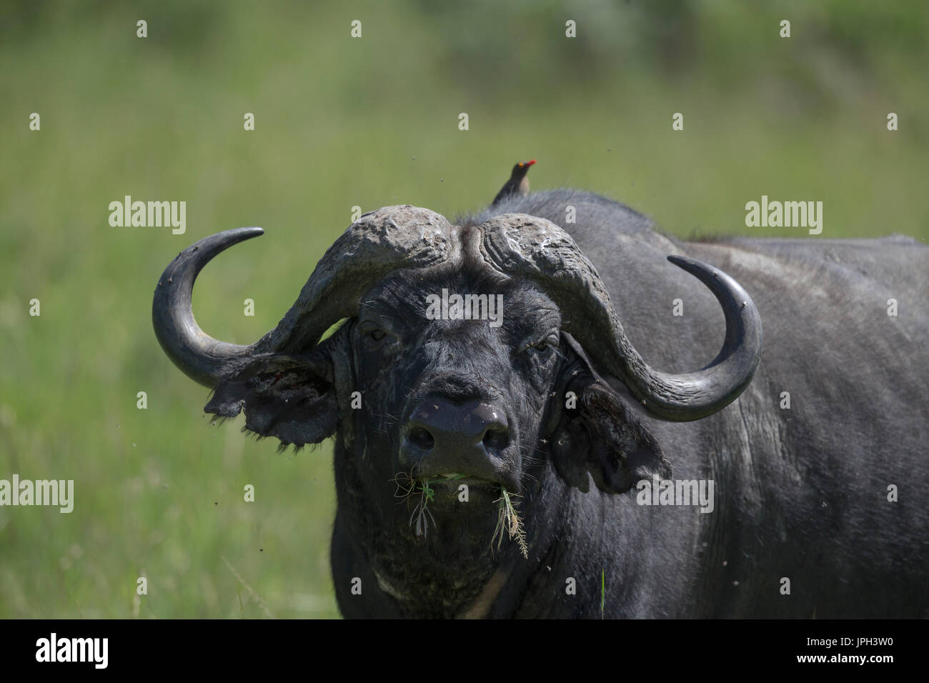 Buffalo cub cape buffalo cub hi-res stock photography and images - Alamy