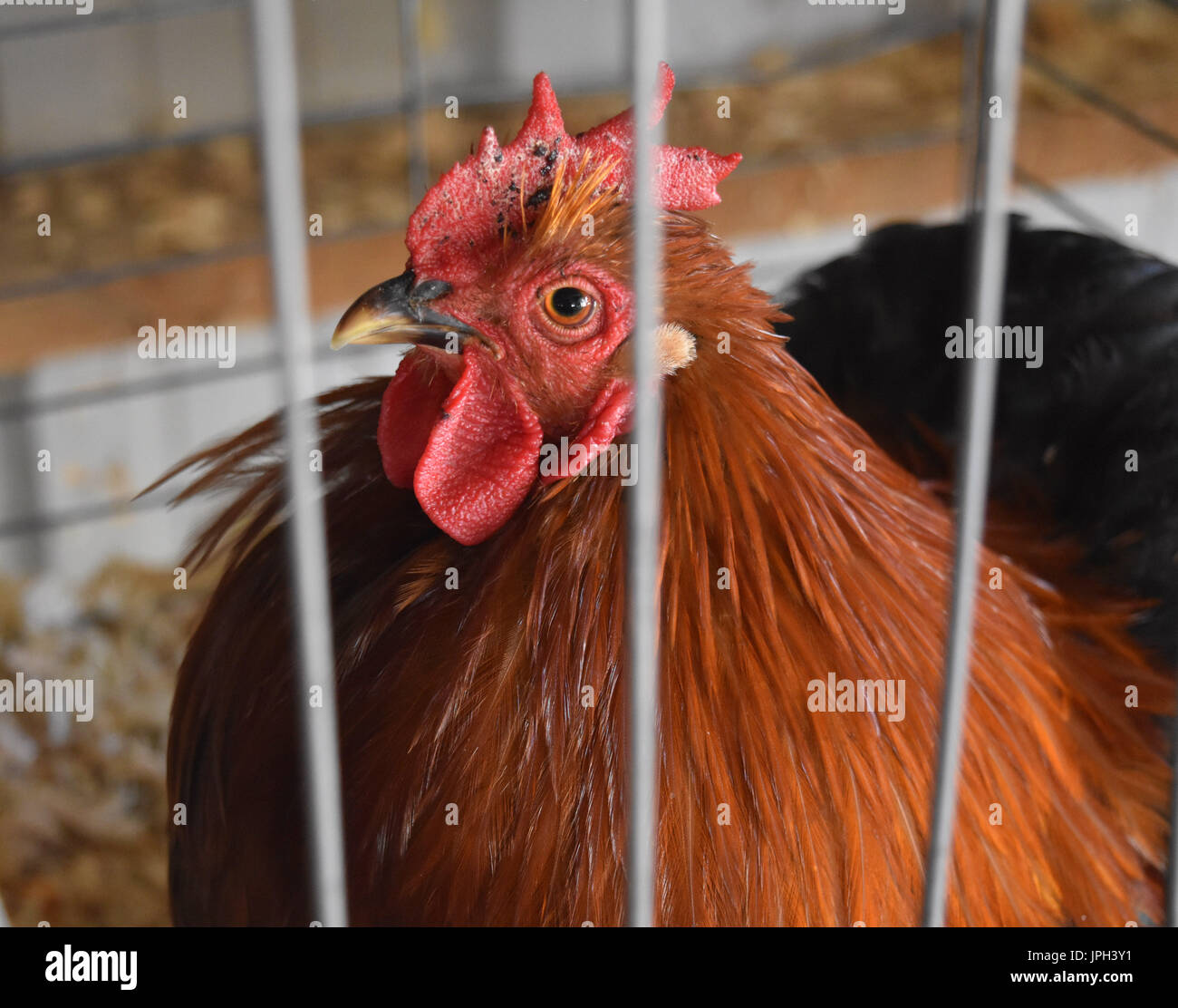 Chicken on display at the county fair Stock Photo - Alamy