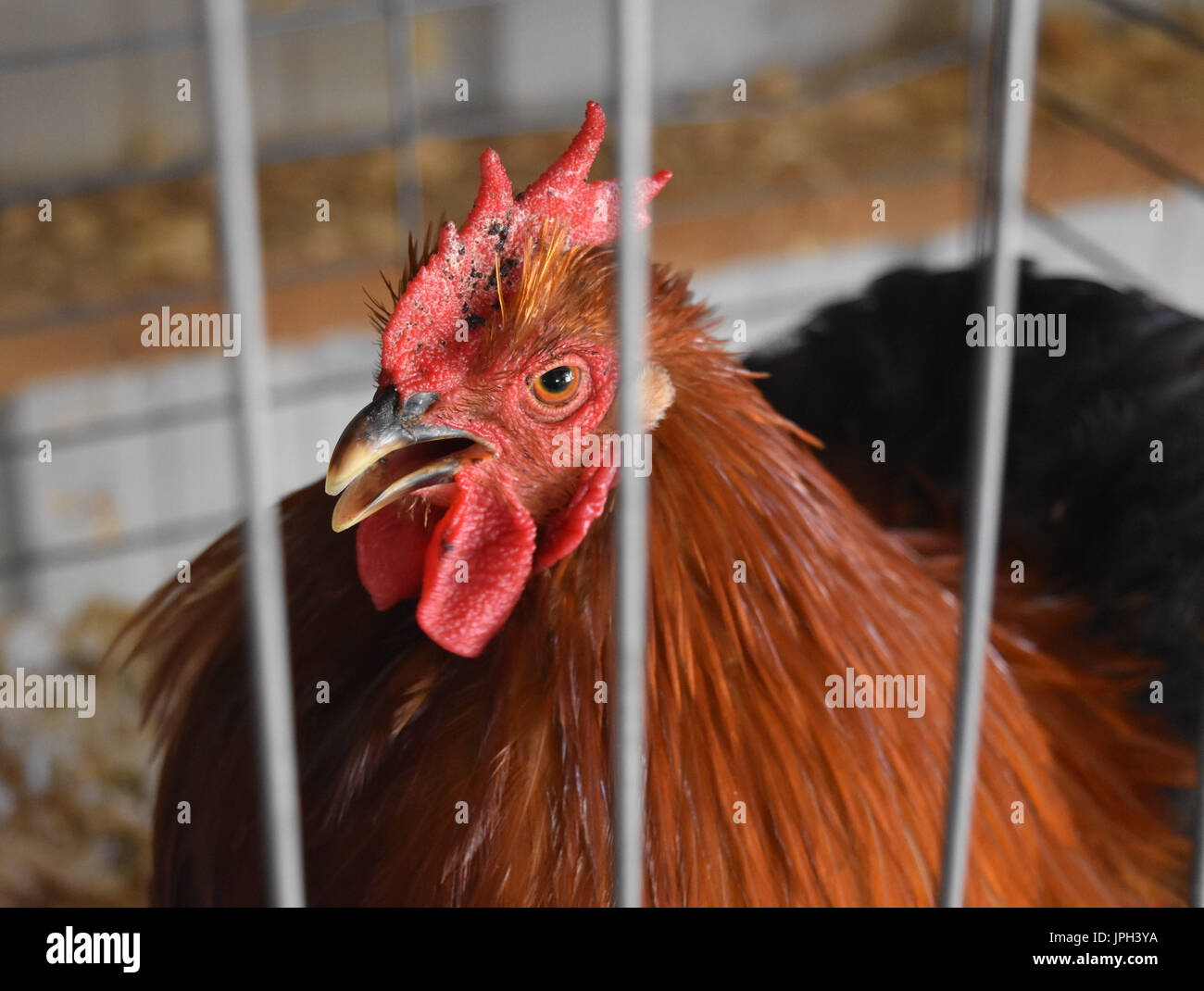 Chicken on display at the county fair Stock Photo - Alamy