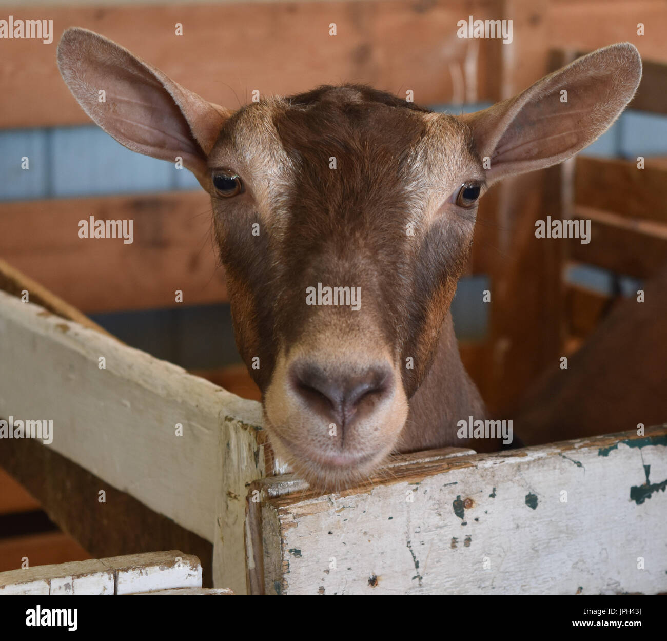 Goat county fair hi-res stock photography and images - Alamy