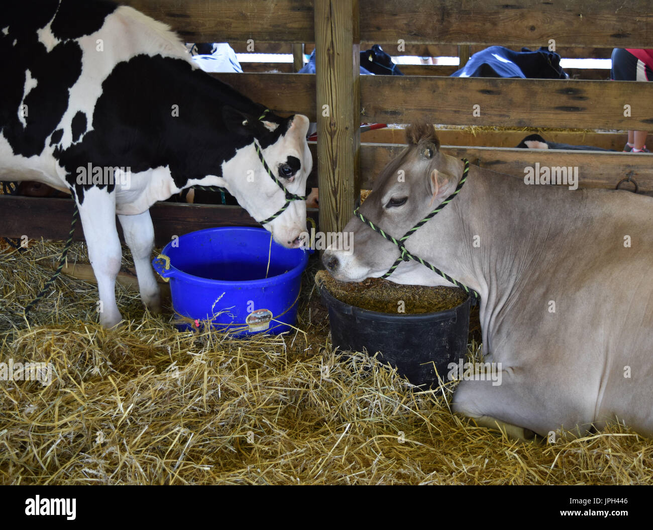 Cows at the county fair Stock Photo - Alamy
