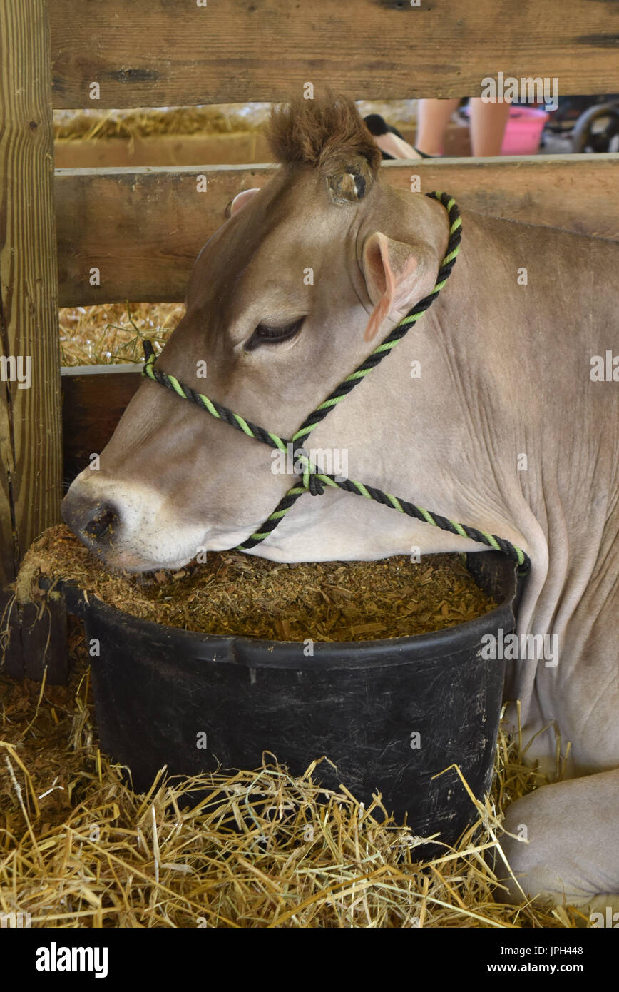 Brown swiss cow hi-res stock photography and images - Alamy