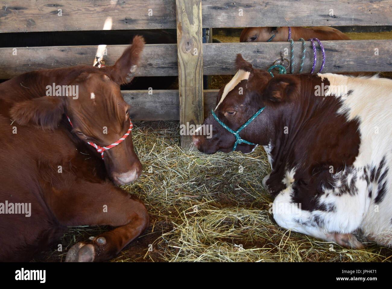 Cows at the county fair Stock Photo - Alamy