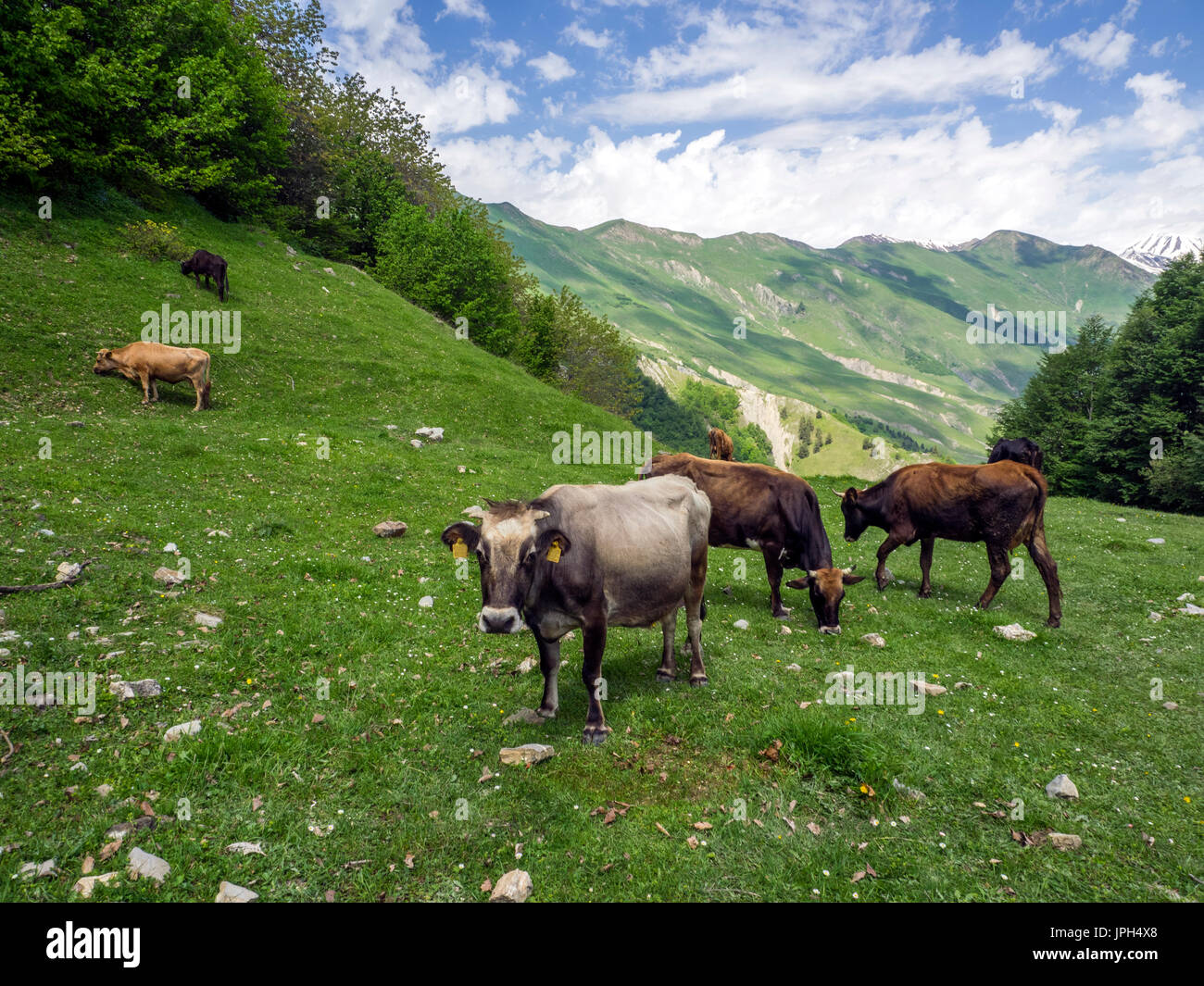 Idyllic landscape in mountains with cows grazing in fresh green meadows ...