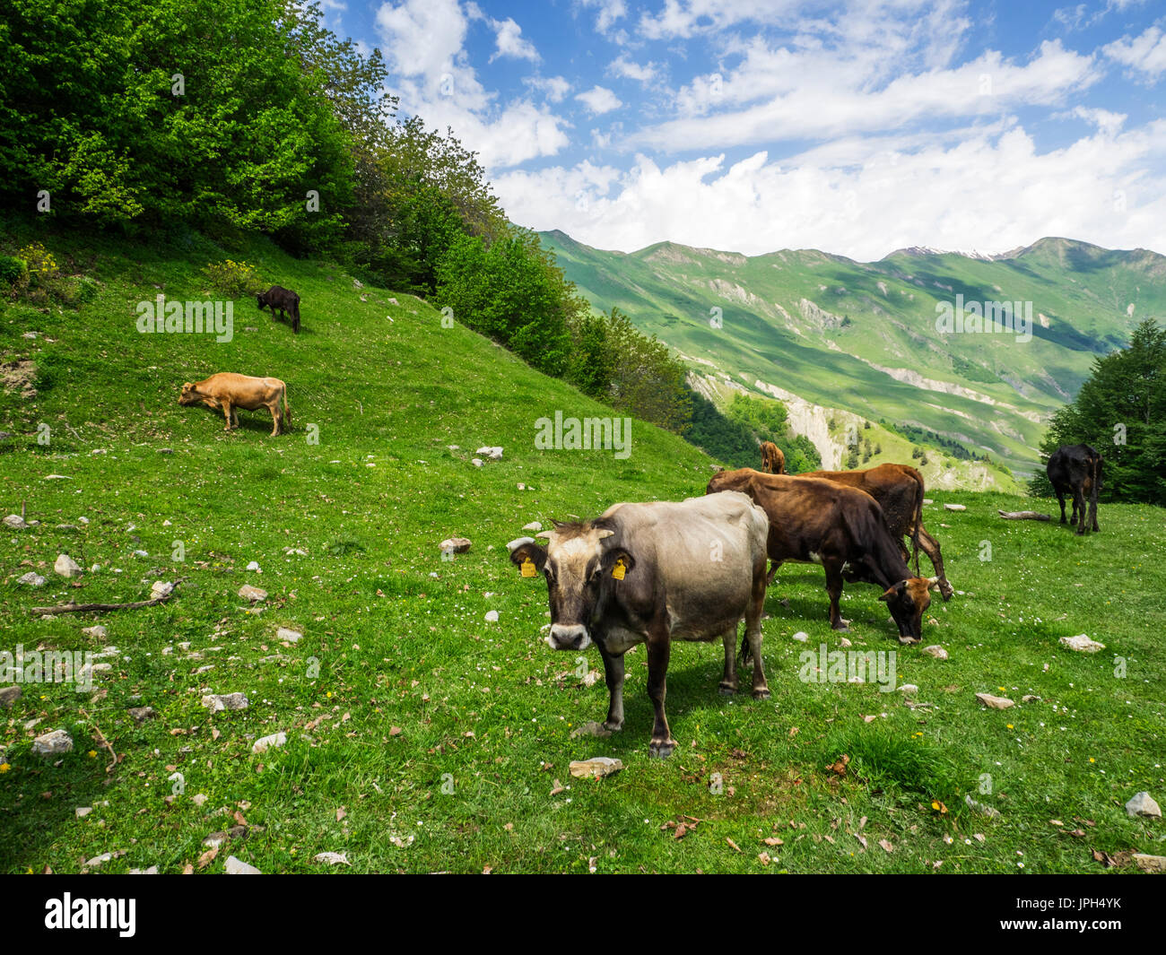 Idyllic landscape in mountains with cows grazing in fresh green meadows ...