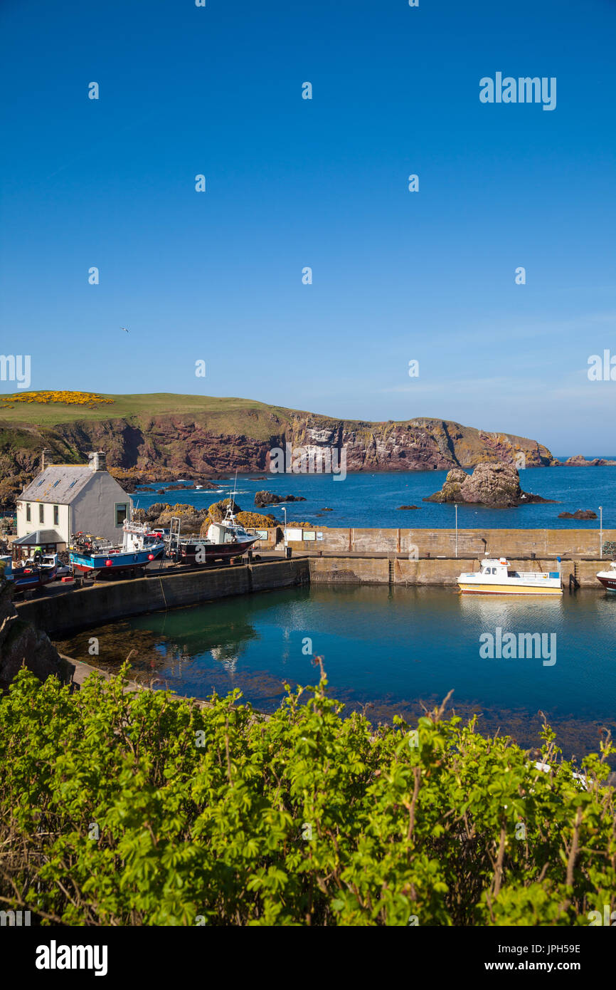 St Abbs harbour, Berwickshire, Scottish Borders Stock Photo - Alamy