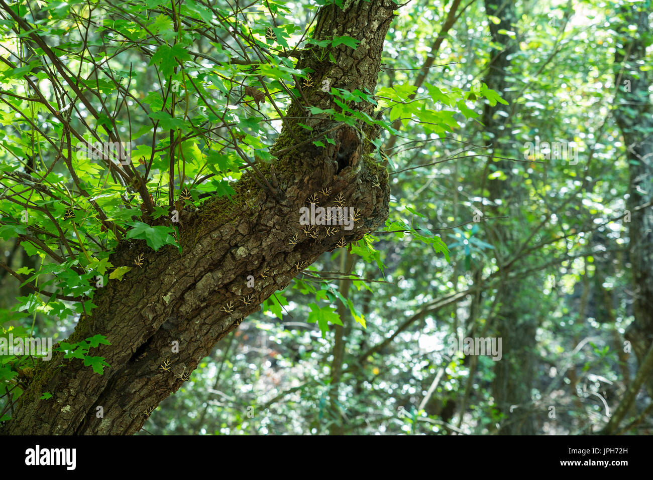 Petaloudes Valley (sometimes known as Valley of the Butterflies ...