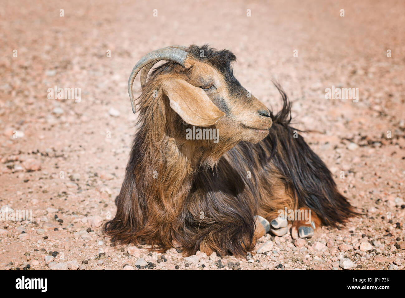 Beautiful goat portrait hi-res stock photography and images - Alamy