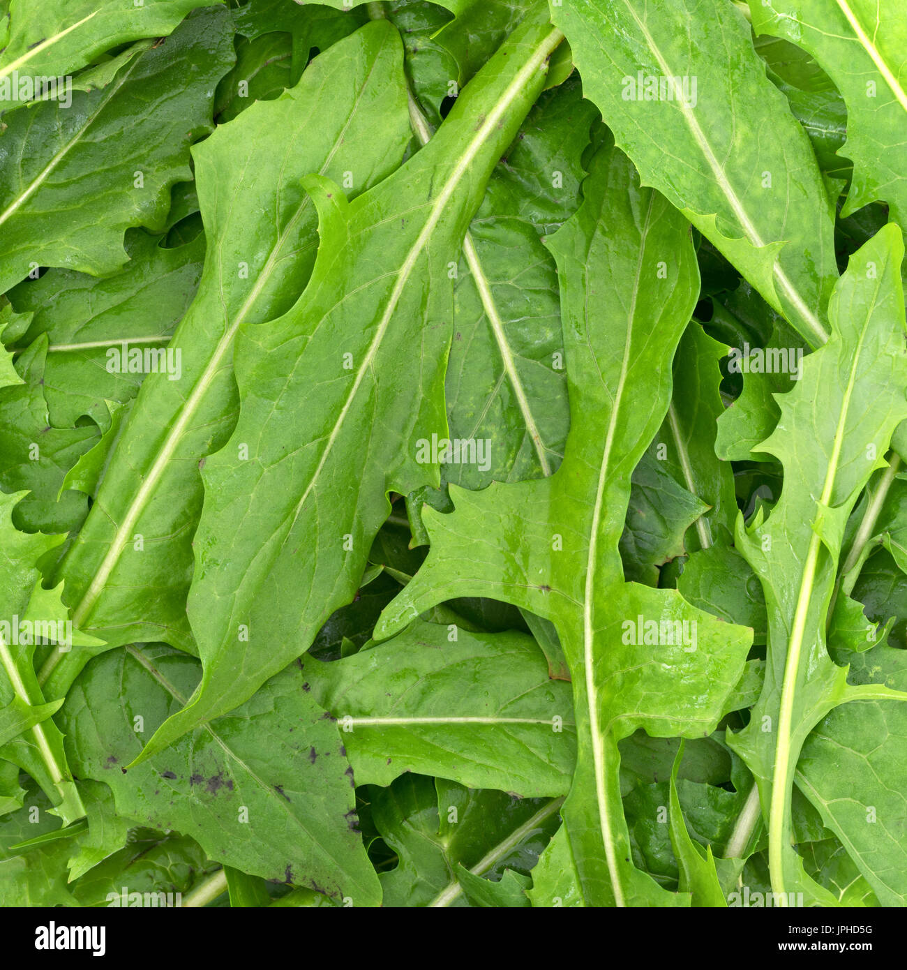 Dandelion greens hi-res stock photography and images - Alamy