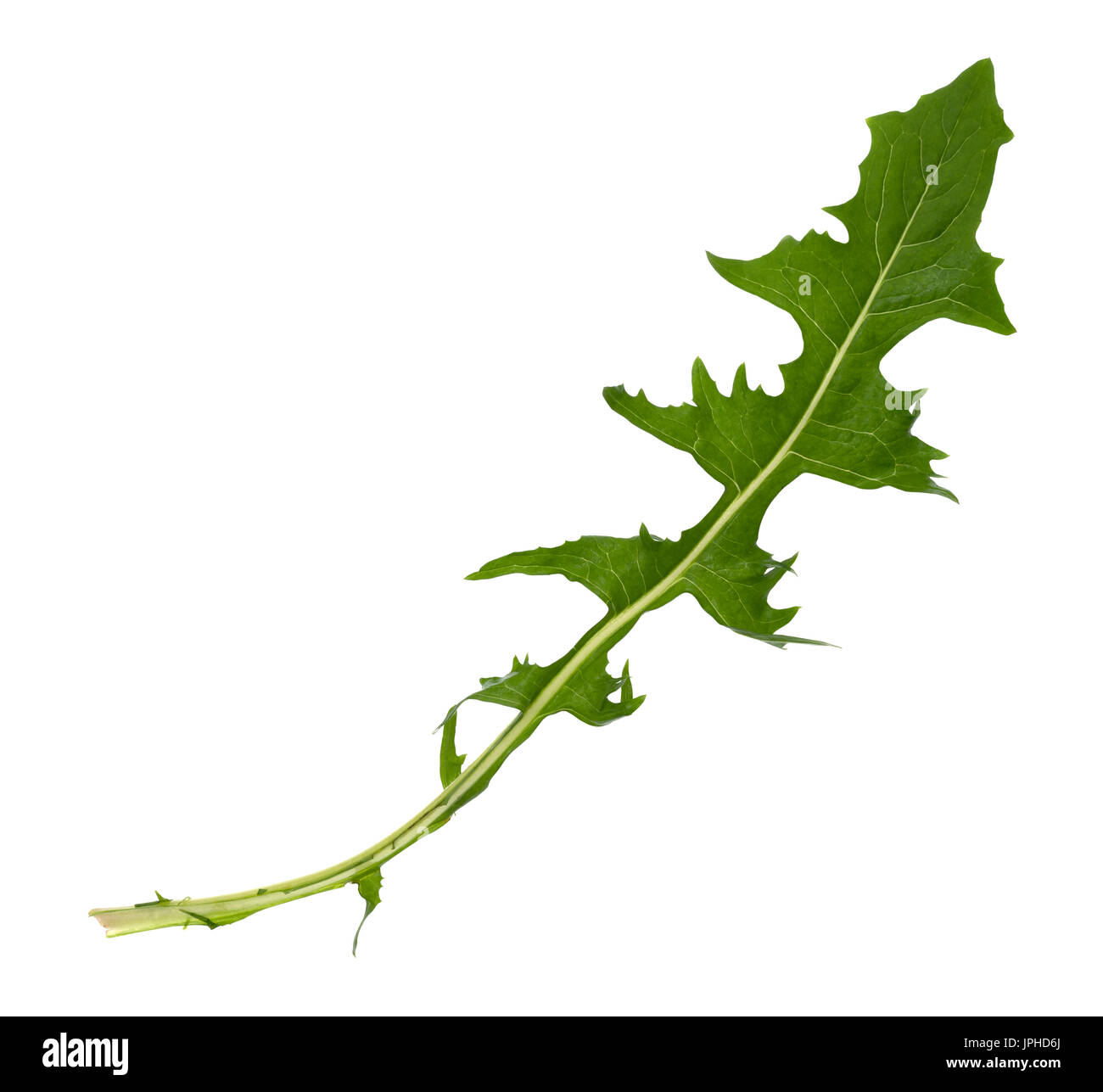 Dandelion greens hi-res stock photography and images - Alamy