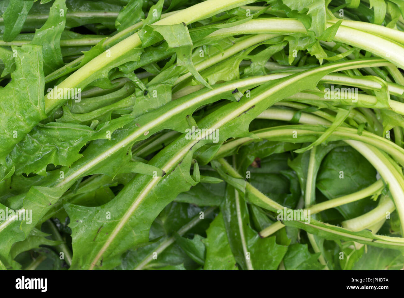 Dandelion greens hi-res stock photography and images - Alamy