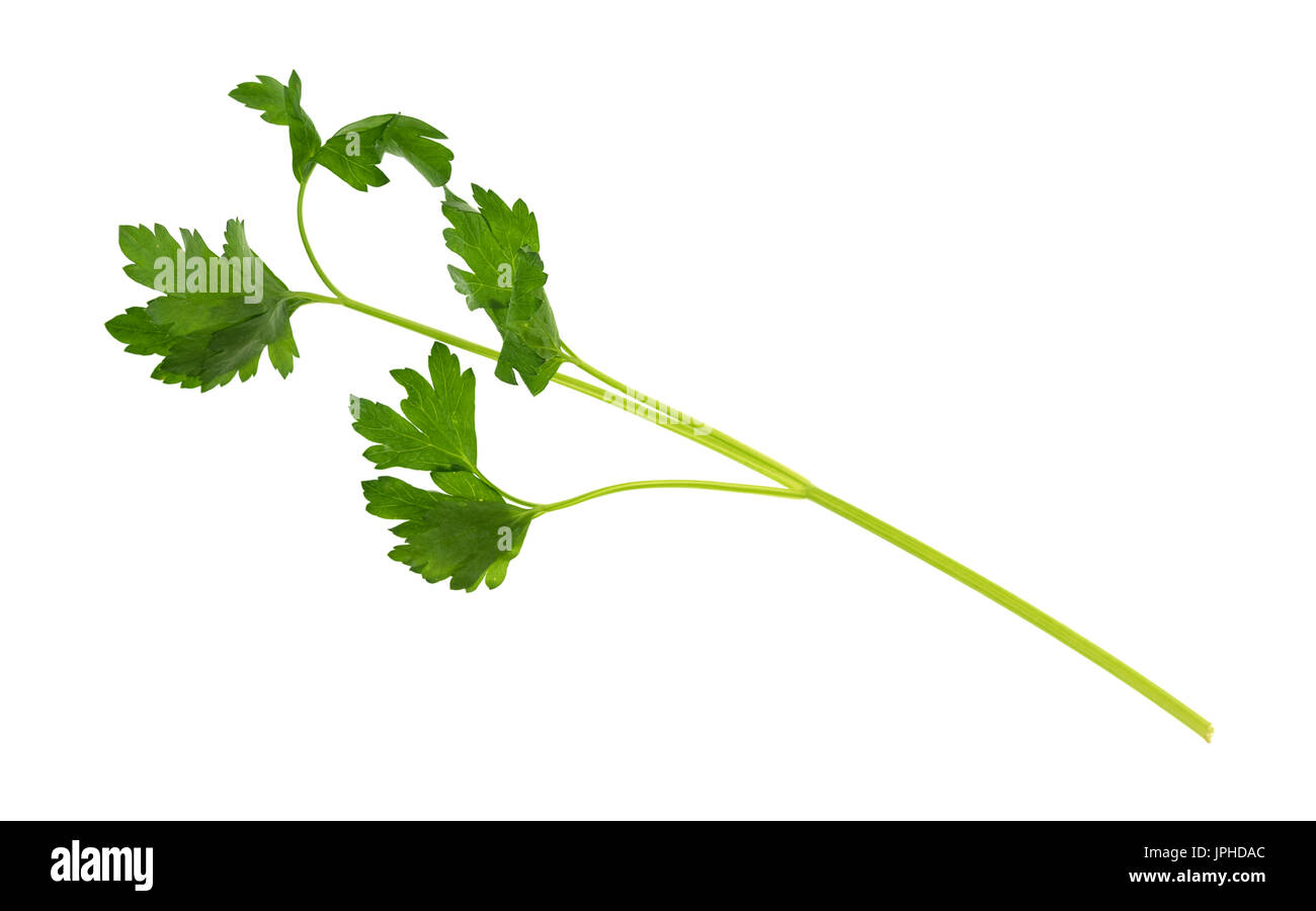 Top view of a sprig of parsley isolated on a white background Stock ...