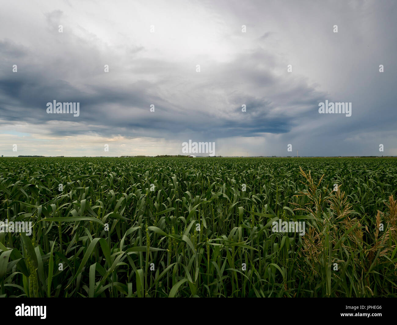 farm crops in a big green field Stock Photo - Alamy
