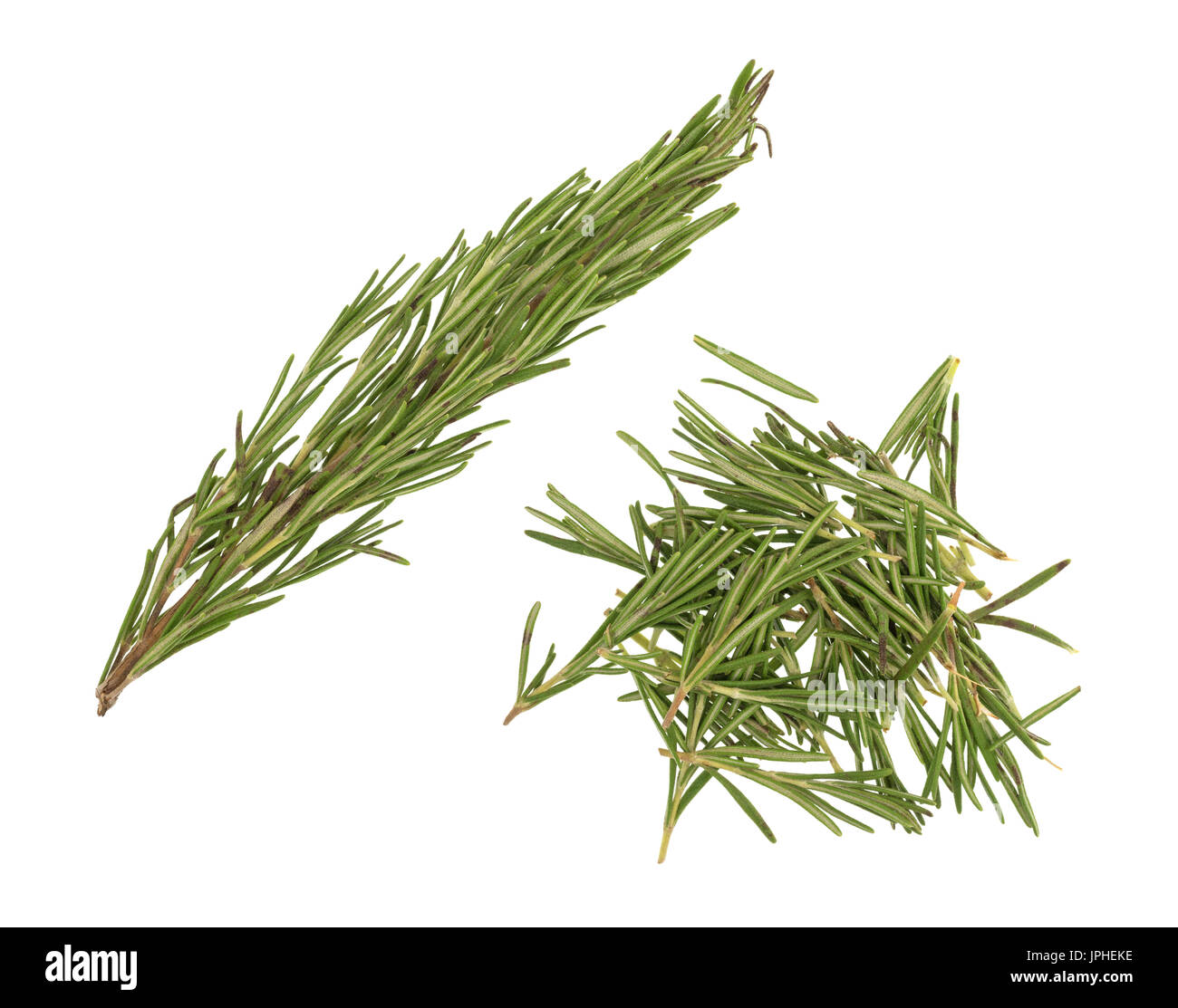 Top view of a branch of organic rosemary with needles to the side ...