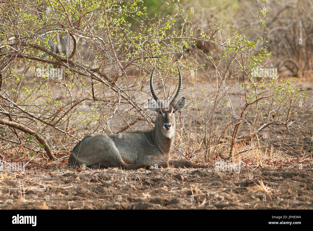 Ellipsen waterbuck (Kobus ellipsiprymnus) sitting attentively on the ...