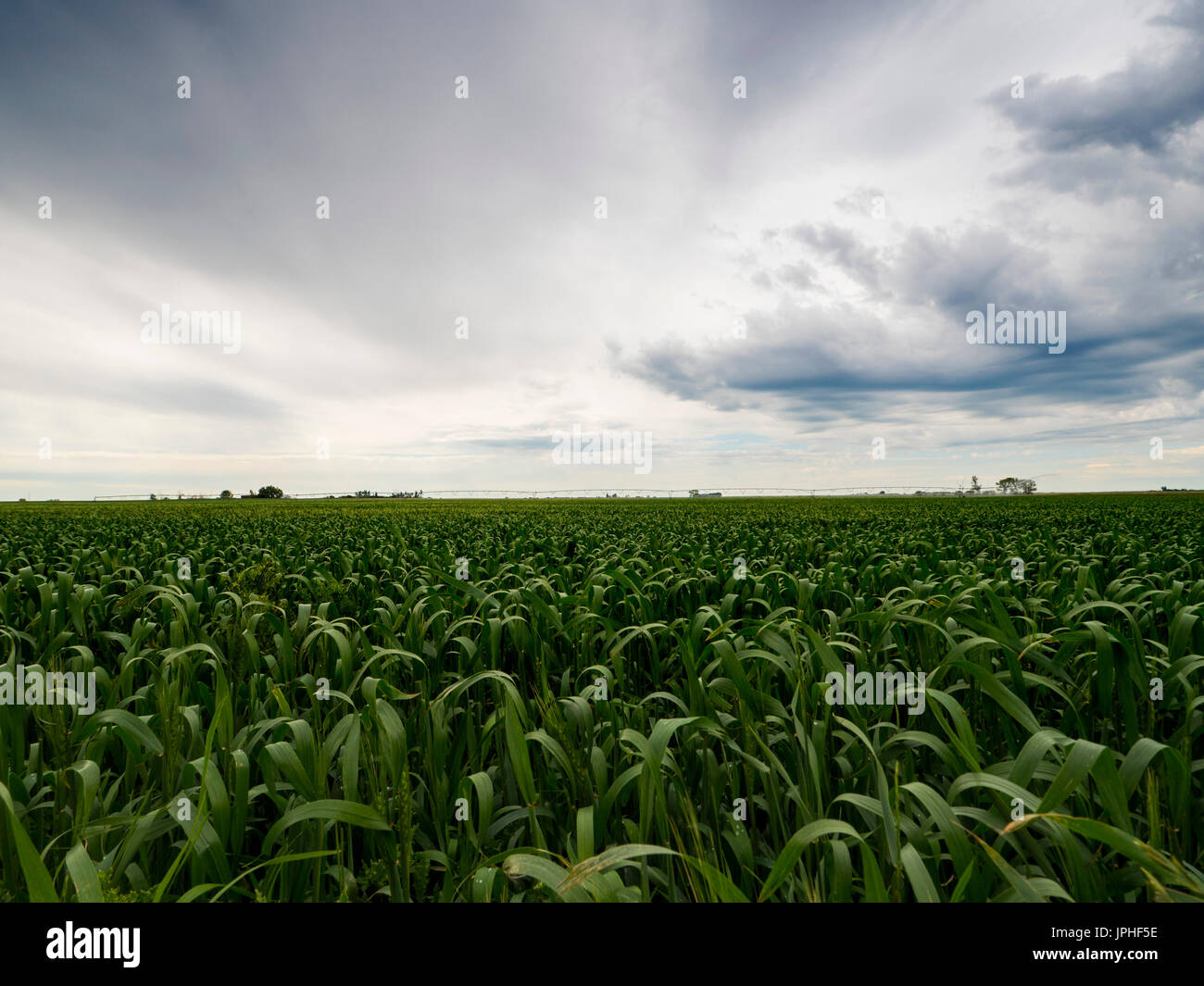 Spring crops rain hi-res stock photography and images - Alamy