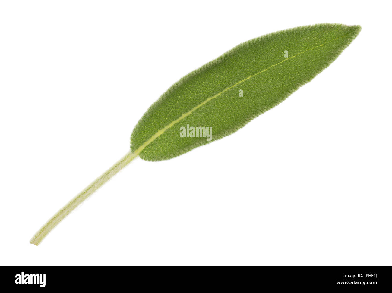 Top view of a single organic sage leaf isolated on a white background ...