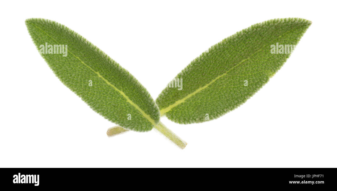 Top view of two organic sage leaves isolated on a white background ...