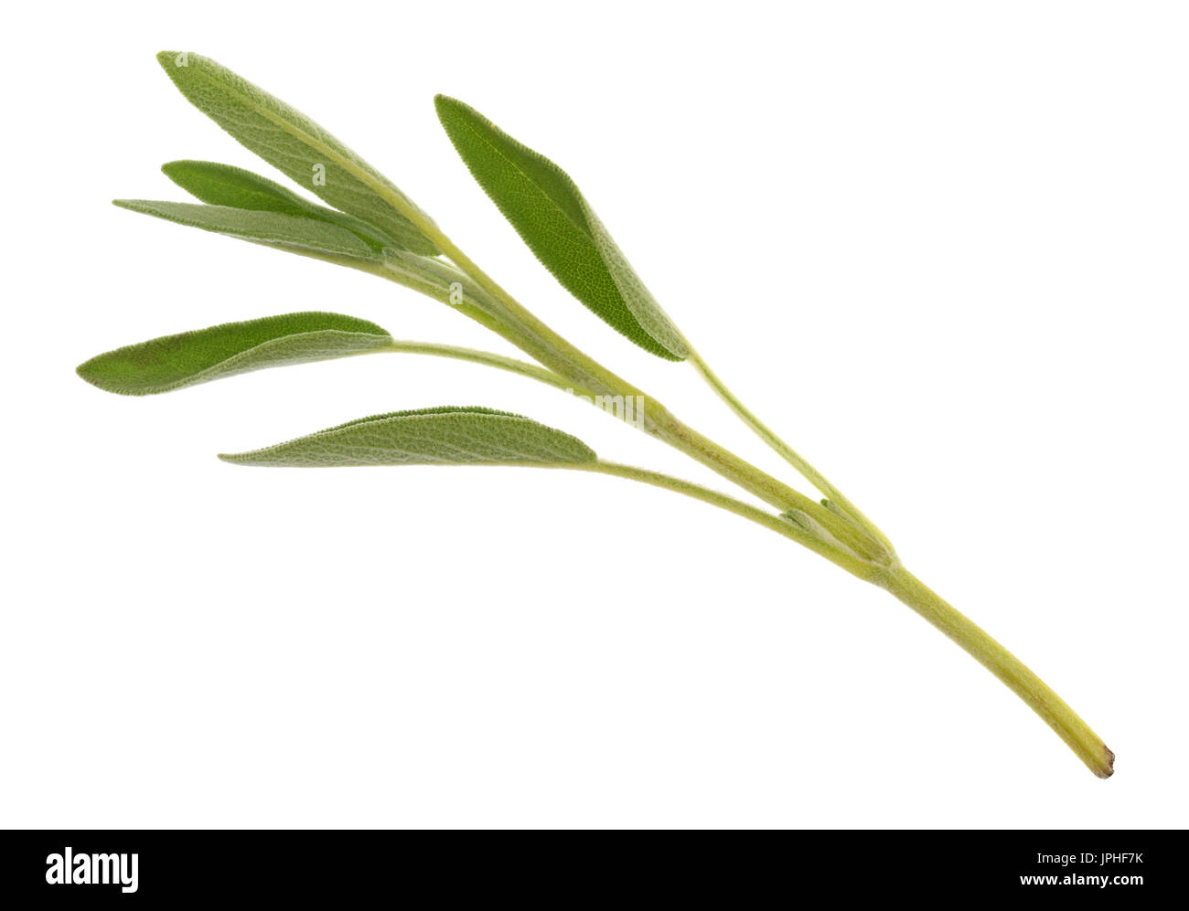 Top view of a single organic sage branch isolated on a white background ...