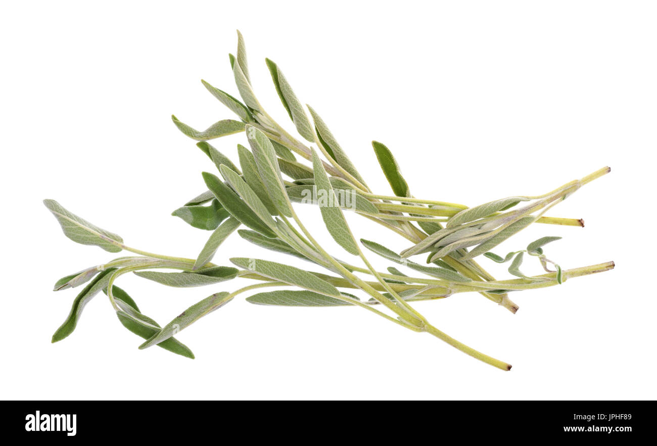 Top view of several organic sage branches isolated on a white ...