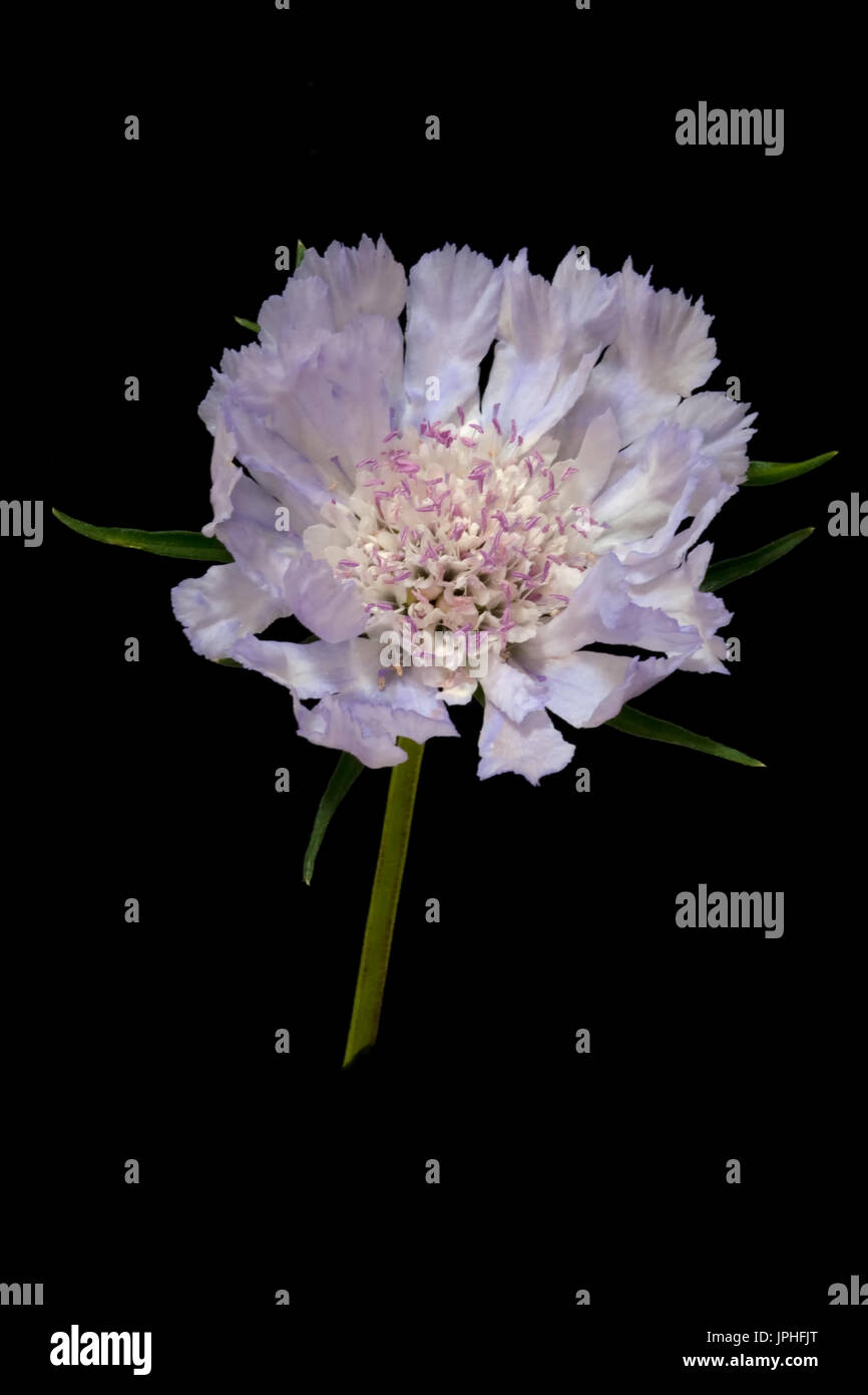 Background scabious hi-res stock photography and images - Alamy