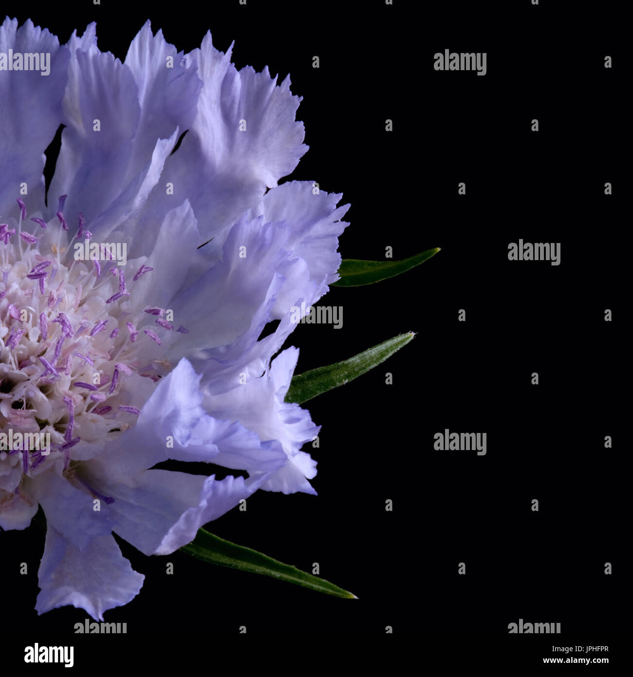 Knautia arvensiswild scabiousnature hi-res stock photography and images ...