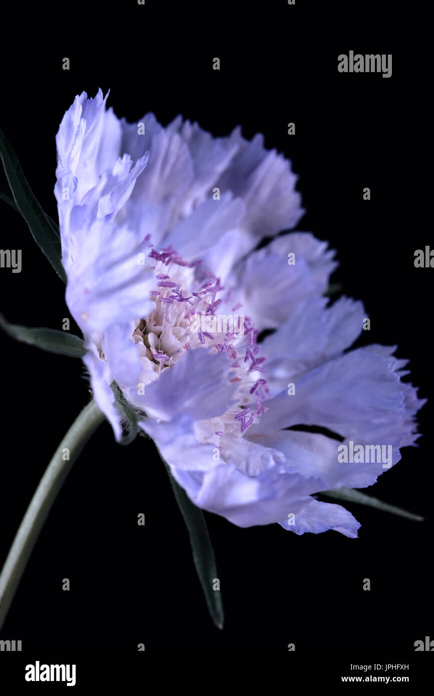 Knautia arvensiswild scabiousnature hi-res stock photography and images ...