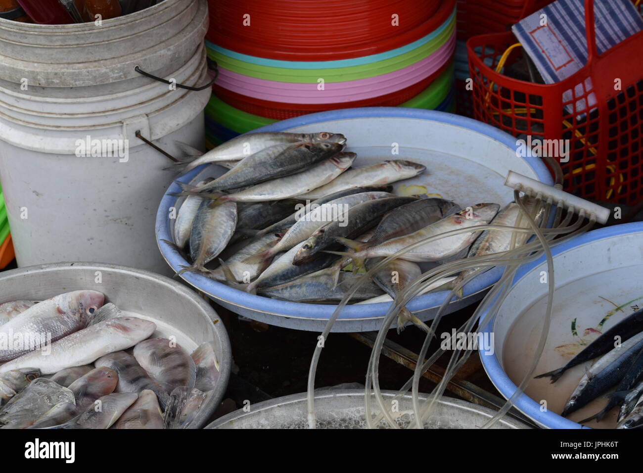 Fish and shell fish Stock Photo - Alamy