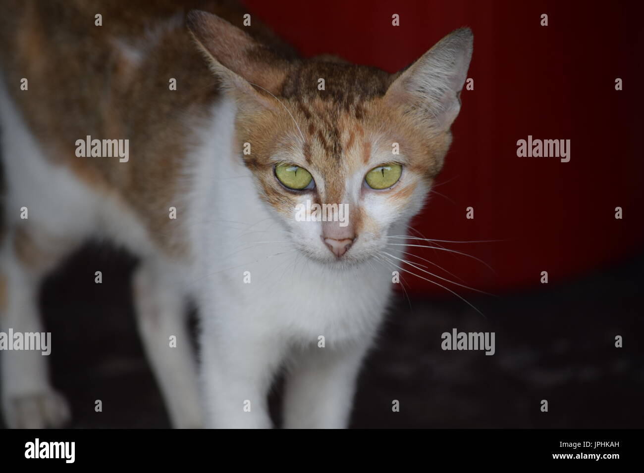 Cat at a market stall Stock Photo - Alamy